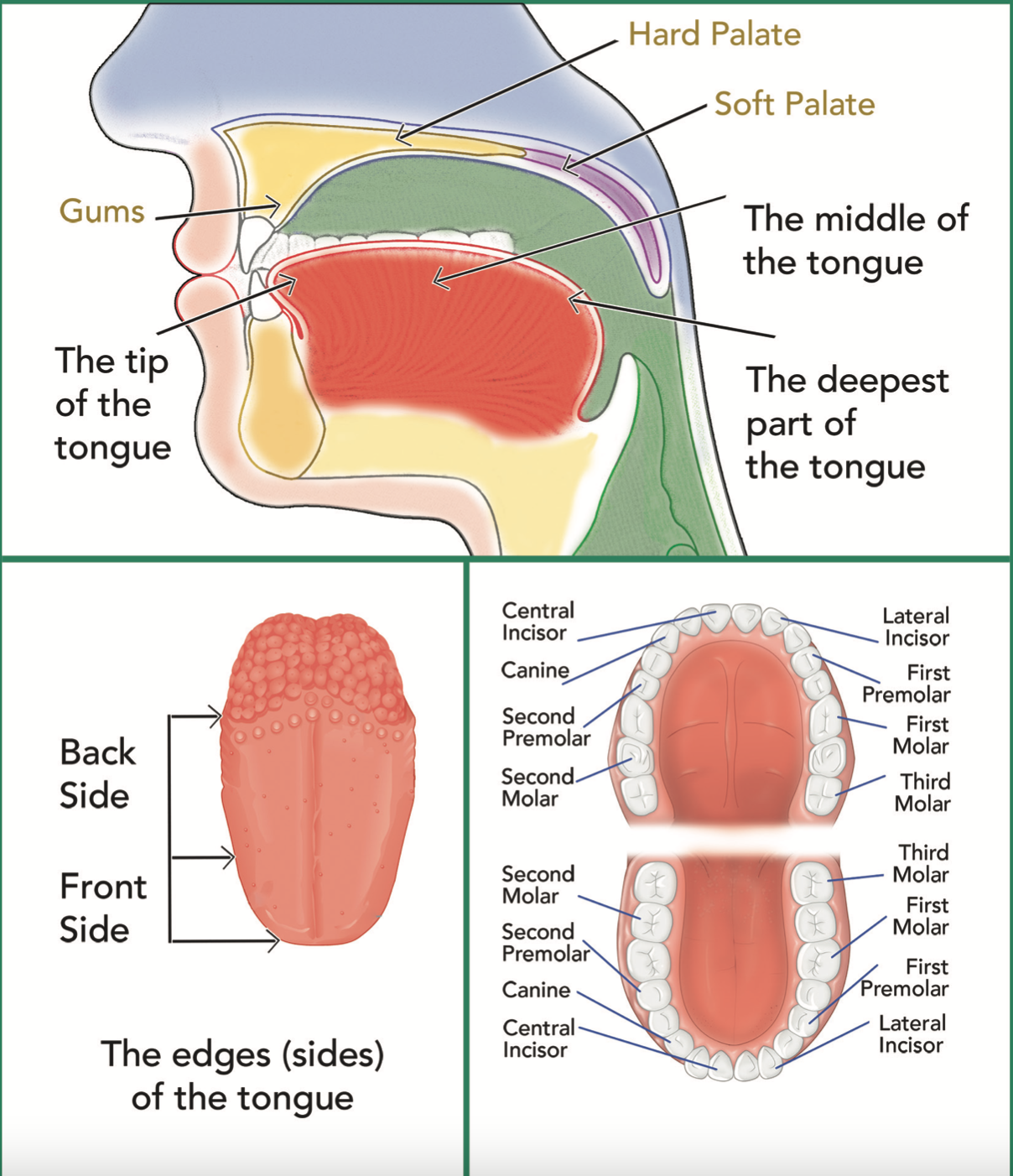 Makharij al Huruf Part 2( Articulation Points): Tajweed lesson 3 ...